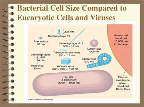 Ppt Chapter 4 Functional Anatomy Of Procaryotic And Eucaryotic Cells Powerpoint Presentation