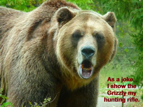 Surprised Grizzly Bear By Radicaun On Deviantart
