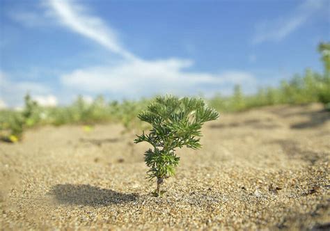 薬用カワラヨモギの育て方と植物の特徴をわかりやすく解説