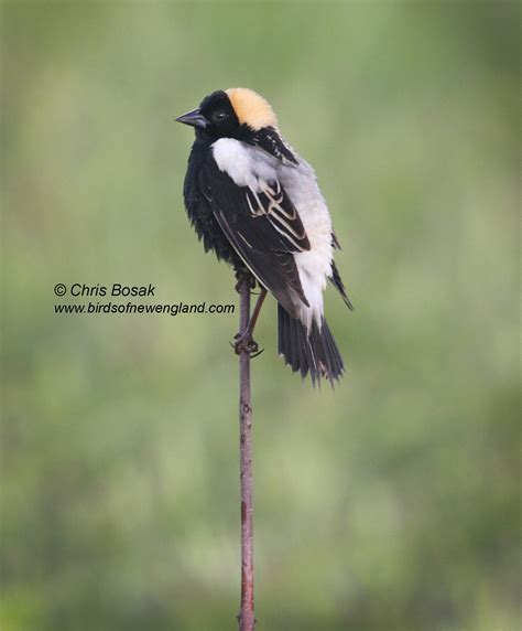 Birds Of New New England Wildlife Photos And Stories Whats Your Story Page 6