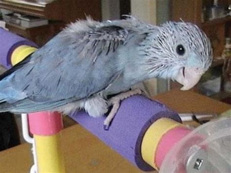 Pododermatitis Bumblefoot Diagnosis Treatment Resolution And