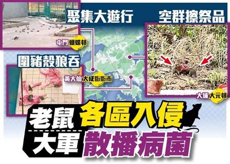 東方日報a1：老鼠大軍 各區入侵 散播病菌 Oncc 東網 Line Today