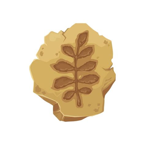Fern Fossil Ancient Stone Plant Leaf Imprint 46914645 Vector Art At