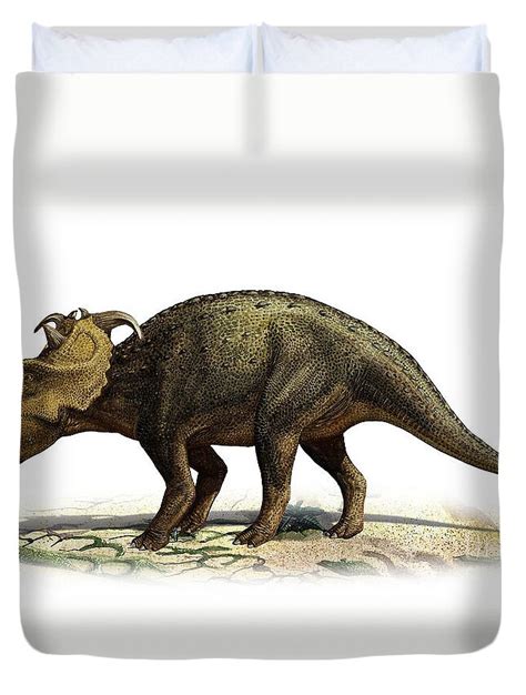 Dinosaur King Pachyrhinosaurus Card