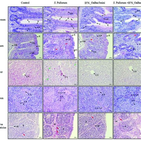 He Staining Of The Duodenum Cecum Liver Spleen And Bursa Of Download Scientific Diagram