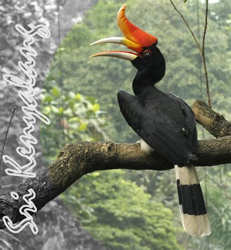 Burung Kenyalang Zulkanain Hassan Flickr