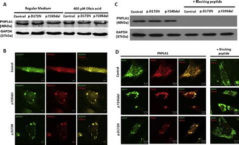 Expression And Subcellular Localization Of Wild Type And Mutant Pnpla1 Download Scientific