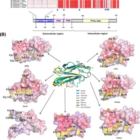 Alignment And Electrostatic Surface Potential Analysis Of Key Amino Download Scientific Diagram