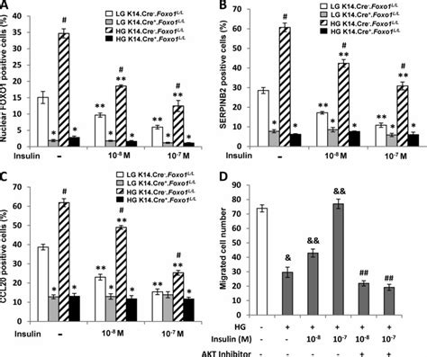 Insulin Regulates Foxo1 Nuclear Localization And Reverses High Download Scientific Diagram