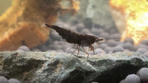 Help Sexing Shrimp Rshrimptank