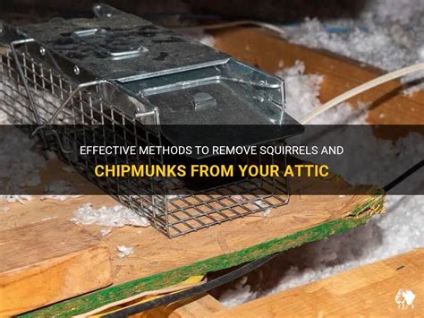 Effective Methods To Remove Squirrels And Chipmunks From Your Attic