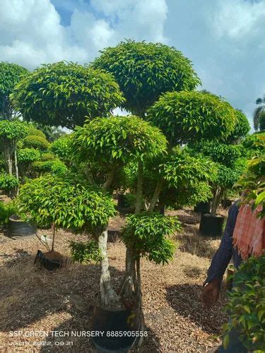 Clay Ficus Black Multi Balls Plant At ₹ 8000 Piece In Rajahmundry Id 25988199033