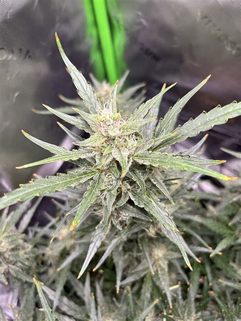 Leaf Tips Turning Brownneed Advice Grow Support Ilgm Growers Forum