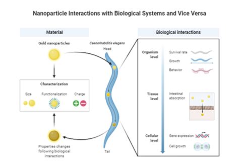 Nanoparticle Interactions With Biological Systems And Vice Versa
