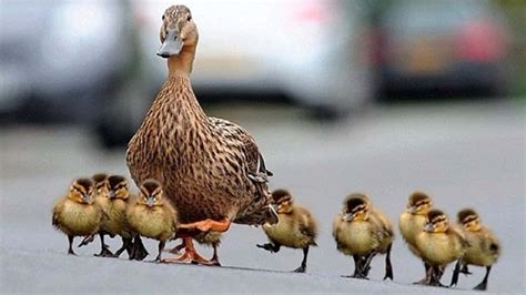 Ducklings Following Mother