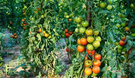 How To Choose Determinate Vs Indeterminate Tomatoes