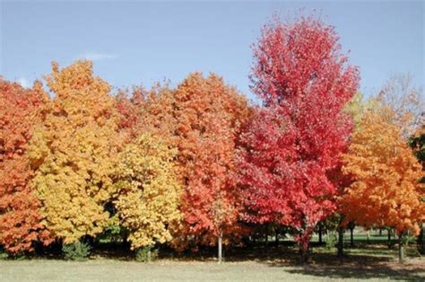 10 Facts About Deciduous Trees Fact File