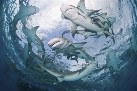 How Do Sharks Breed Wildlife Tourism Tattler