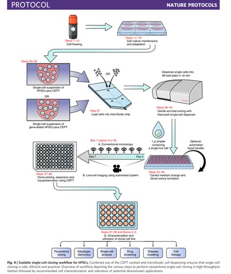 单细胞分选如何确保细胞活性？这个方法您必须知道！ 知乎