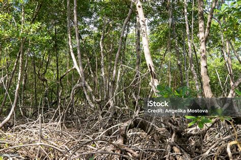 물 사마나 베이 도미니카 공화국에서 자라는 맹그로브 나무가 있는 야생 열대 우림 풍경 0명에 대한 스톡 사진 및 기타 이미지 0명 강 경관 Istock