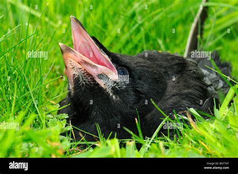 Rook Corvus Frugilegus On Ground Fledgeling Bird Just Left Nest
