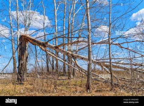 Tree Trunk Broken By Strong Wind Stock Photo Alamy