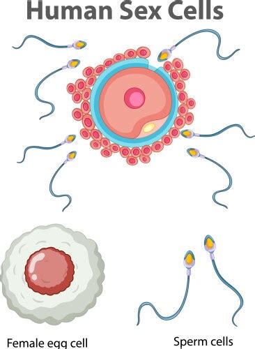 Egg Cell Structure Diagram Medical Science Vector Image