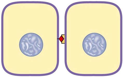 Biol 3040 Exam 3 Flashcards Quizlet