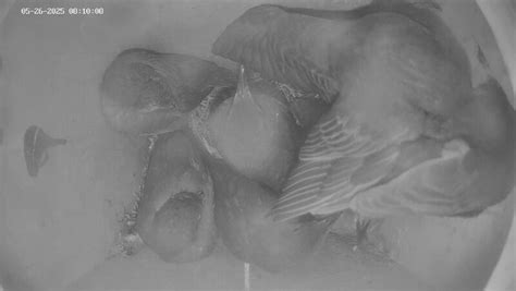 Kuldnokapojad Hakkavad Pesakastist Lahkuma Looduskalender Ee