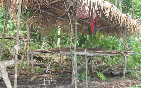 Misteri Suku Togutil And Pembunuhan Berantai Di Hutan Halmahera Indoforum