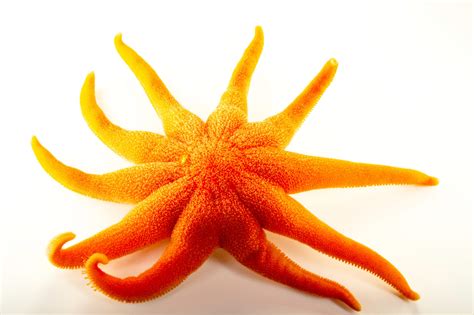 Morning Sunstar Solaster Dawsoni Joel Sartore