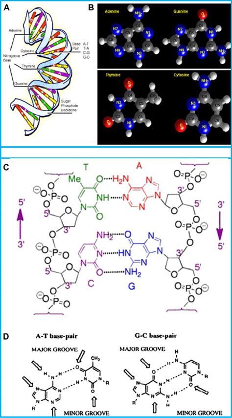 A Structure Of Dna Molecule B Bases Adenine Guanine Thymine And Download Scientific