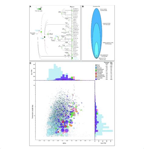 Whole Transcriptome Taxonomic Assignment A Taxonomic Assignment Of Download Scientific