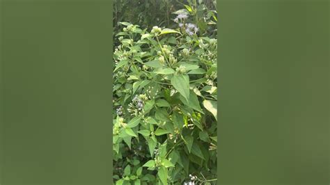අති දුර්ලබ මල් වර්ගයක් වන පොඩි සිංඥෝමරං මල් Rare Flowers In Srilanka Youtube