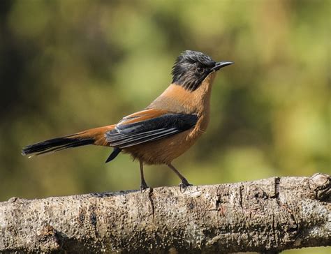 Rajesh Chowdhury Flickr