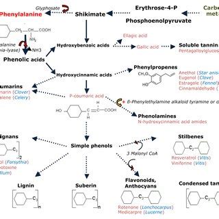 Simplified Pathway Of Phenolic Compound Synthesis Adapted From Roland