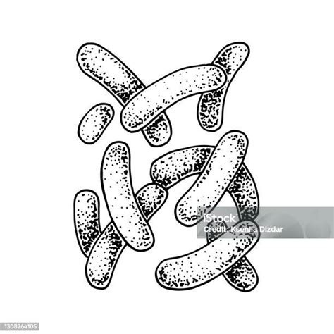 손으로 그린 프로바이오틱 프로피오니박테리움 박테리아 인간의 건강과 소화 조절에 좋은 미생물 스케치 스타일의 벡터 그림 0명에 대한 스톡 벡터 아트 및 기타 이미지 Istock