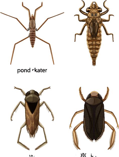 Collection Of Various Species Of Insects And Beetles With