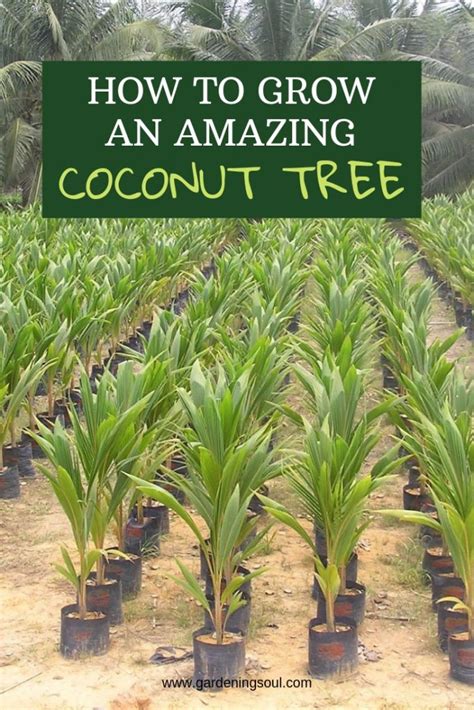 How To Grow An Amazing Coconut Tree