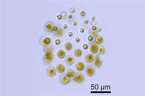 Species Of Algae With Three Sexes Identified In Japanese River