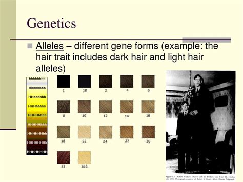 Ppt Heredity And Mendel Meiosis Powerpoint Presentation Free