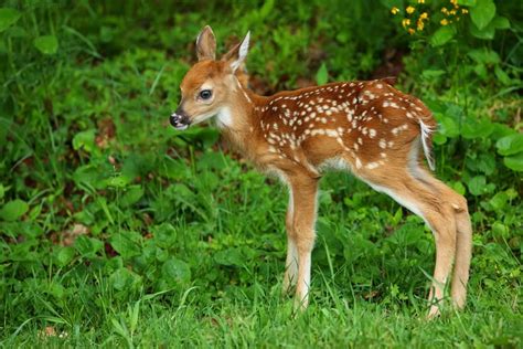 Cute White Tailed Deer Fawn In Shenandoah National Park