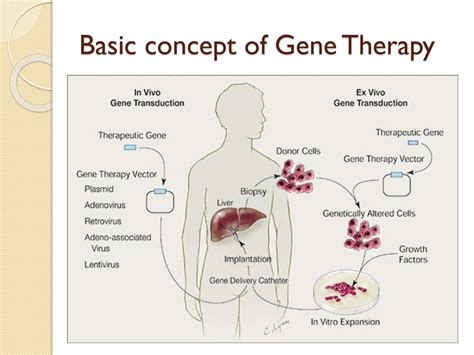 Gene Therapy And Viral Vector Ppt Download