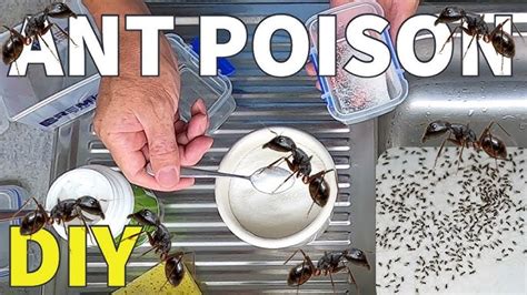 Diy Ant Traps To Keep Your Home Bug Free This Summer 53 Off