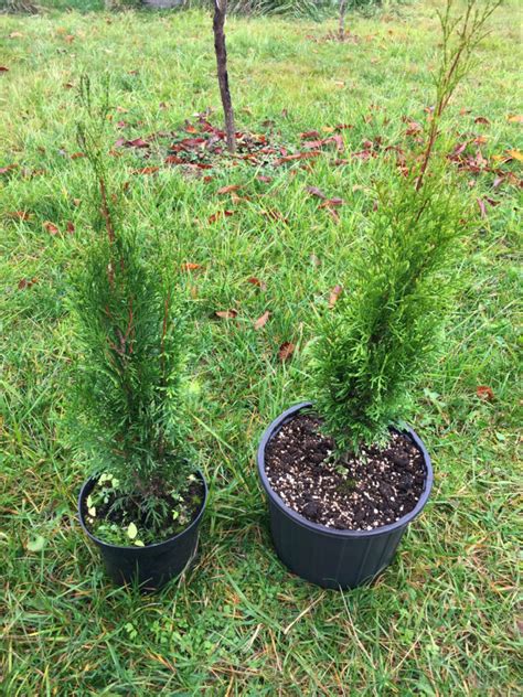 Пересадка Туй в большие горшки ~ Питомник декоративных растений Митрохиных