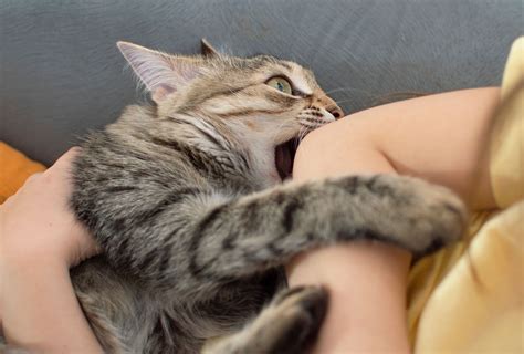Why Cats Bite Understanding Feline Behavior And Boundaries