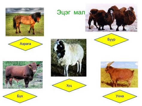 таван хошуу мал Odp