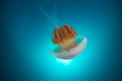 10 Cephea Cephea Fotos Fotos De Stock Imagens E Fotos Royalty Free Istock