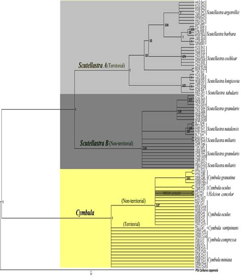 14 The Bayesian Inference Bi Phylogenetic Tree Reconstructed Using