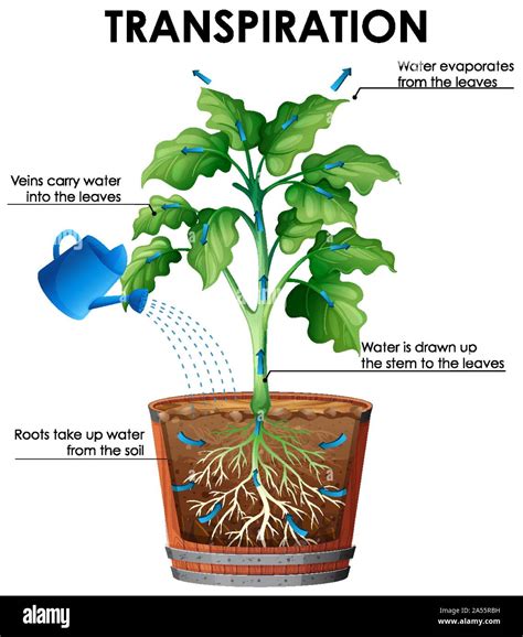 Transpiration Floral Design Definition At Irish Lin Blog
